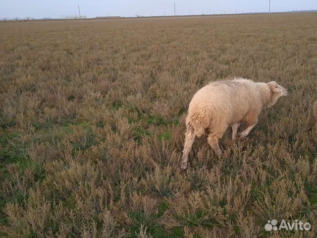 Бараны мясом