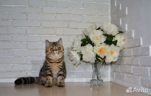 Котик Тотошка