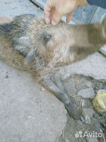 Дикий кабанчик