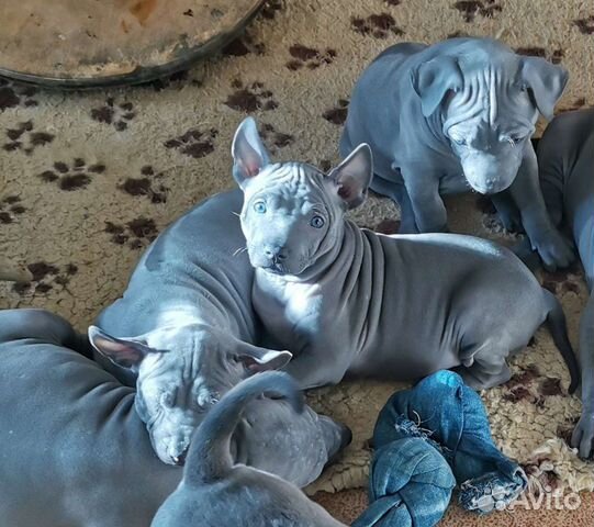 Девочка, для души, Тайский риджбек