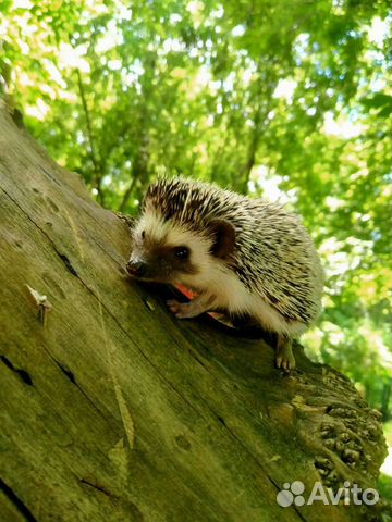 Африканский ёжик