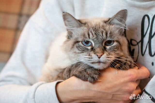 Роскошная голубоглазка Изольда ждёт в Лесном приют