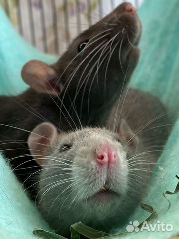 Отдам только в надежные хорошие руки двух крысок с