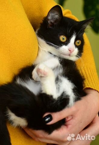 Котенок Лемур в ответственные руки