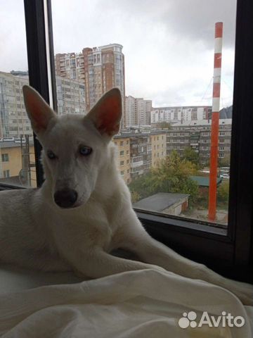 Отдам в добрые руки хаски