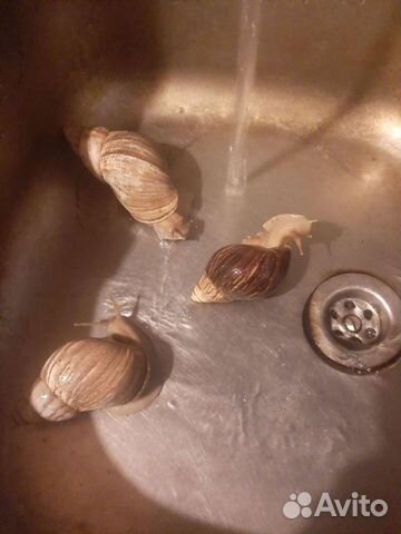 Ахотинсктие улитки