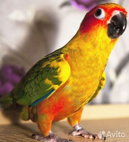 Солнечный аратинга выкормыш