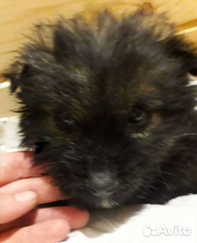 Феечка 1,5 месяца