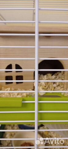 Хомяк сибирский 5 месяцев девочка, зовут хома прод