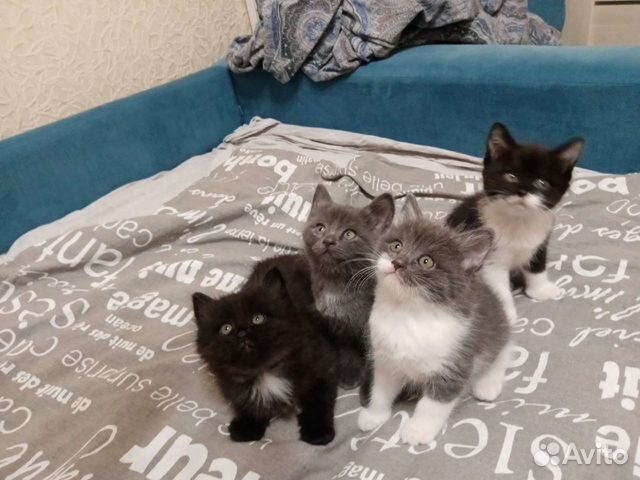 Очаровательные котята