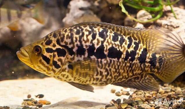 Цихлозома Манагуанская