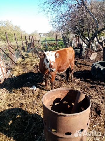 Телка 1,5 года