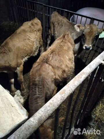 Продаются бычки швицы