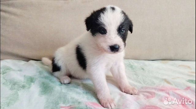 Малыш в добрые руки