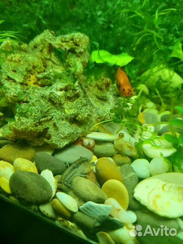 Аквариумные луизианские раки