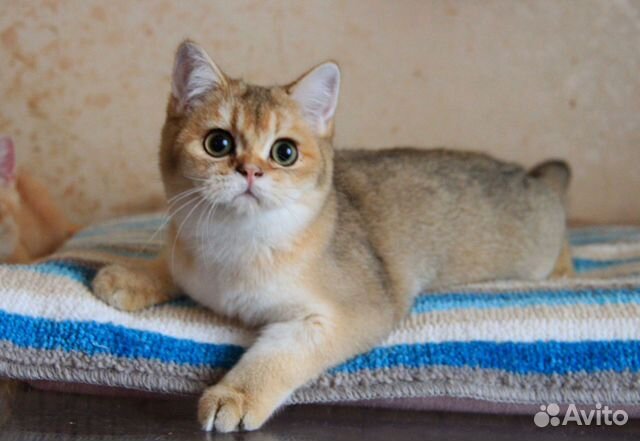 Тимур - золотой британский котик