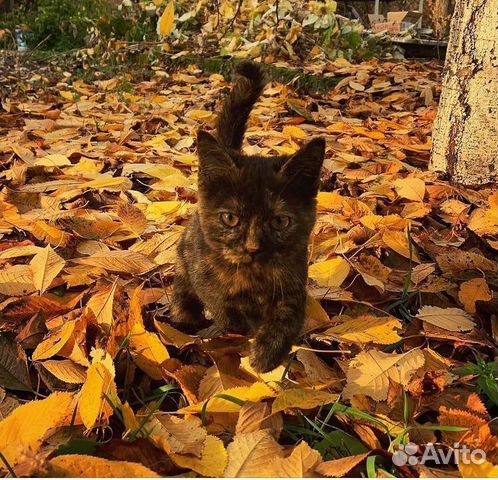 Котенок девочка