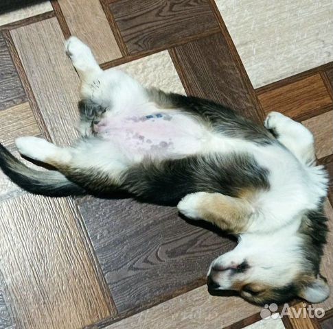 Вельш-корги пемброк