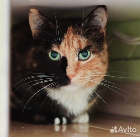 Изумительно красивая трехцветная кошка Жужу в
