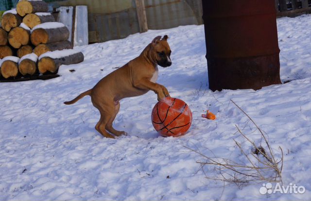 Американский стафф терьер