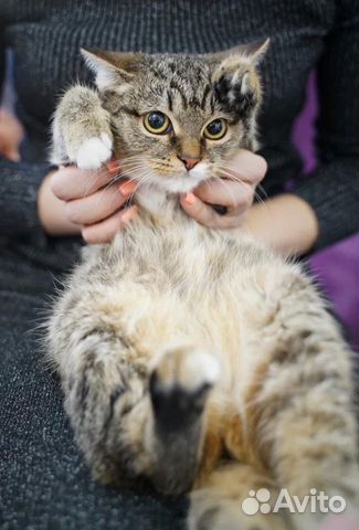Замурчательная котодевочка ищет свою семью