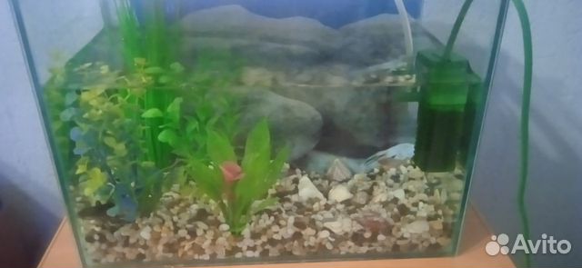 Аквариум с рыбками 10л