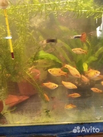 Аквариумные рыбки
