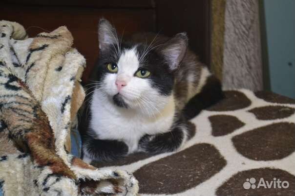 Кошка Милли в добрые руки