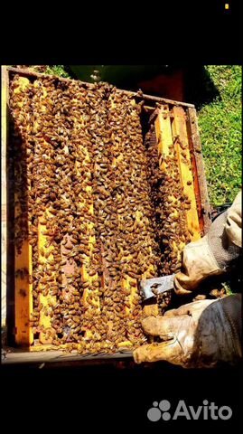 Продажа пчеломаток