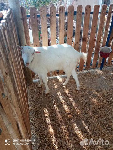 Продам коз
