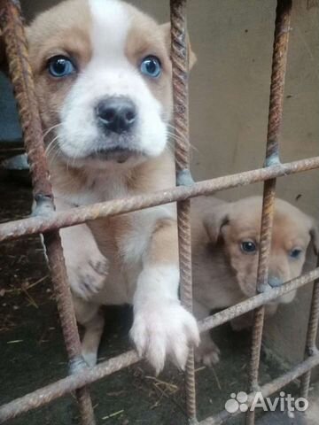 Метисы щенков стафа