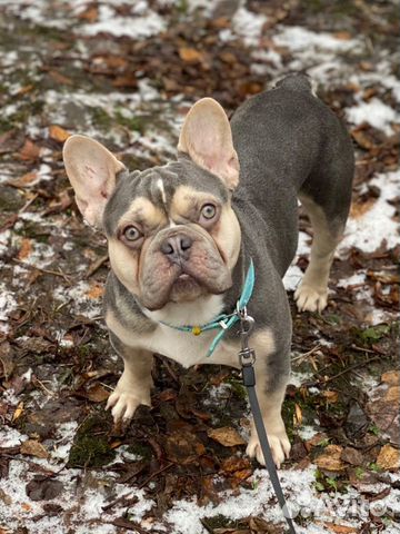 Французский бульдог лилак тан