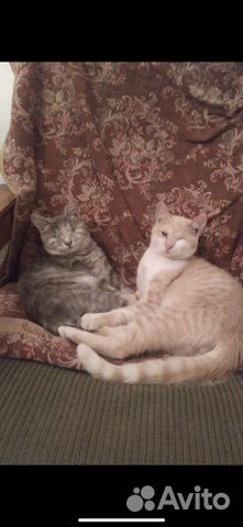 Особенные слепые котята