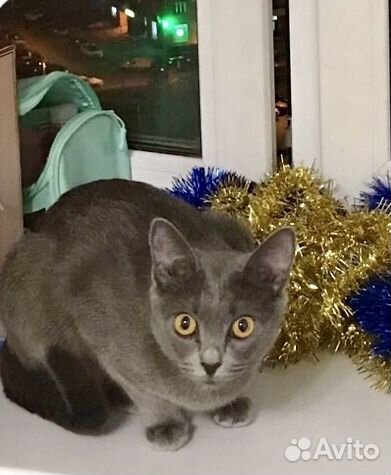 Голубая кошка