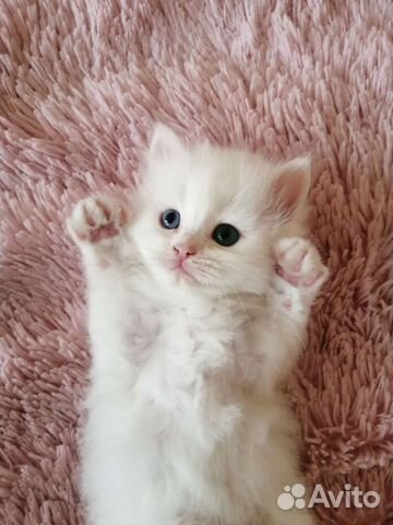 Белые пушистые котята