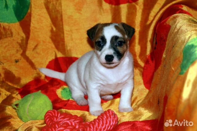 Джек Рассел терьер