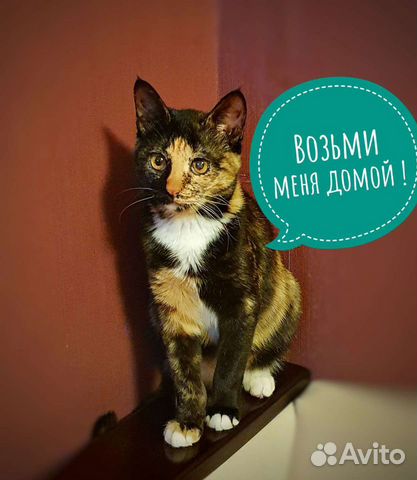 Спасённому котёнку нужен дом