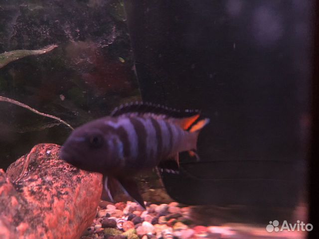 Цихлида самец