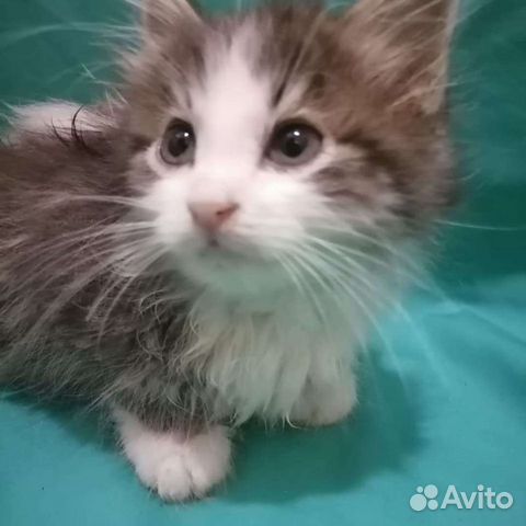 Котенок Пух в добрые руки