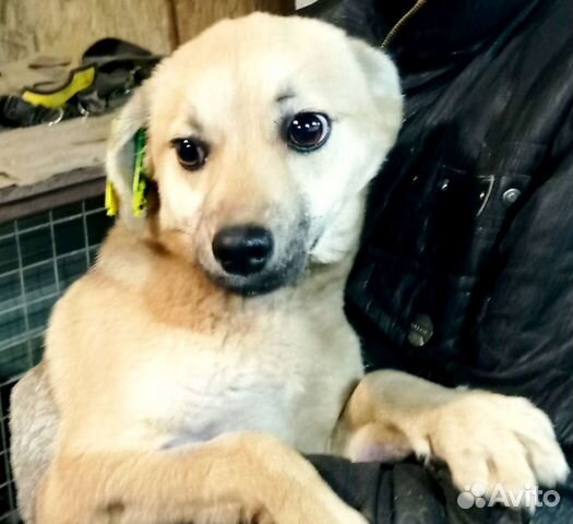 Маленькие собачки в добрые руки