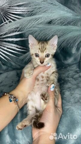 Снежная бенгальская кошка