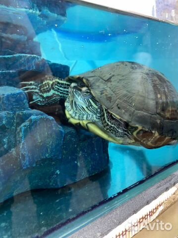 Красноухая черепаха с аквариумом