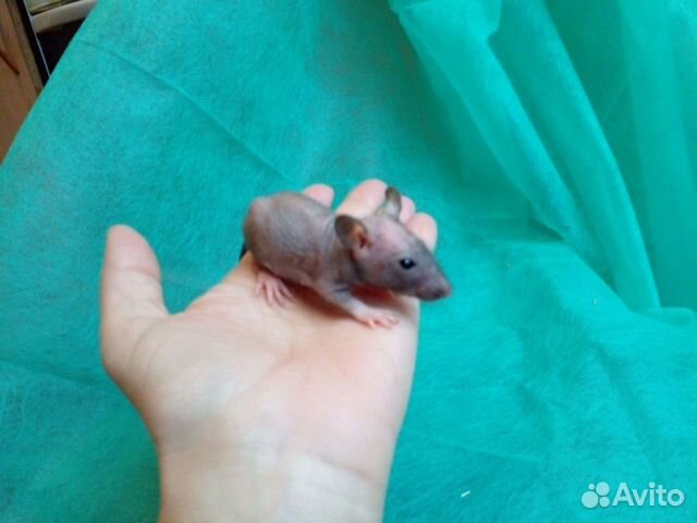 Эксклюзив Крыса сфинкс Рекс дамбо
