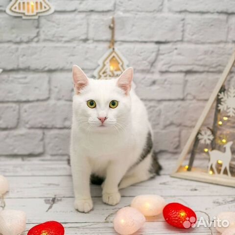 Кошечка Шпуля