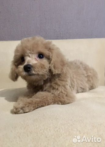 Той-пудель красный девочка