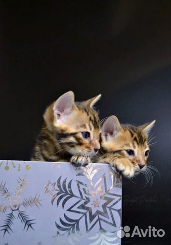 Новогодние бенгалята