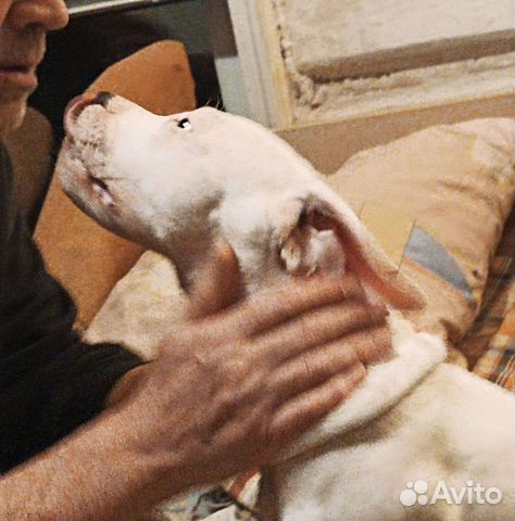 3 мес. Девчушка аргентинский дог ищет дом
