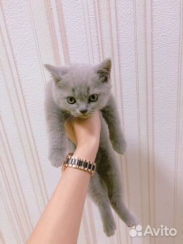 Британский котик