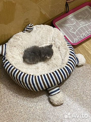 Отдам котенка
