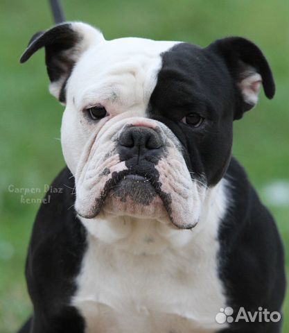 Староанглийский бульдог